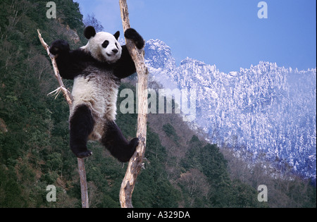 Panda climbing tree Stock Photo - Alamy