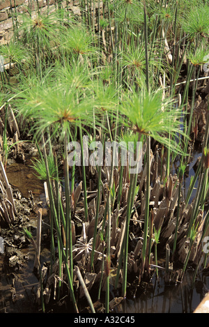 Papyrus Papyrus reeds growing in the water Stock Photo - Alamy