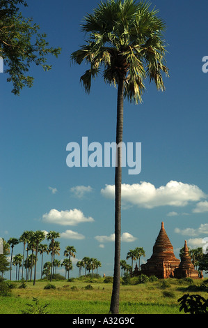 Bagan plain temples palm trees Bagan Burma Myanmar Stock Photo - Alamy