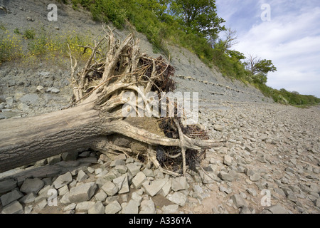 Fossil bearing rocks (Lower Lias clay) beside the River Severn at Hock ...