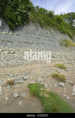 Fossil bearing rocks (Lower Lias clay) beside the River Severn at Hock ...