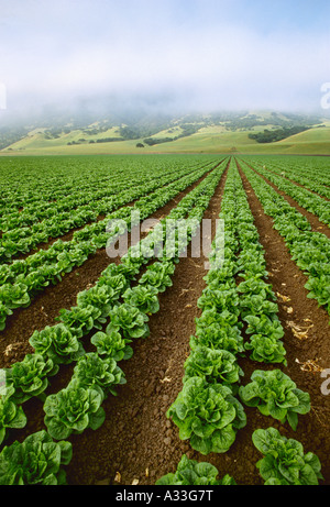 Agriculture - Field of mature Romaine lettuce ready for harvest at ...