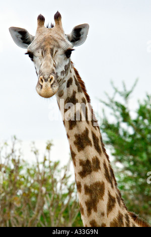 Giraffes (Giraffa camelopardalis Stock Photo - Alamy