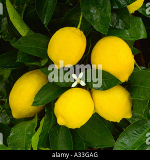 Lisbon Lemons on the tree, Citrus limon "Lisbon", in a garden in ...