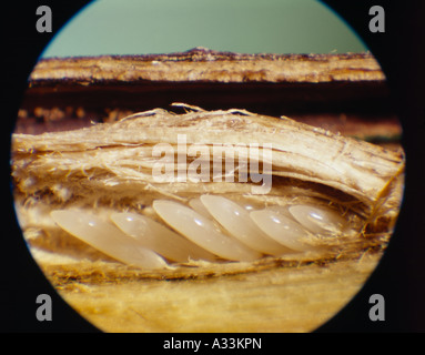 Locust and eggs Stock Photo - Alamy