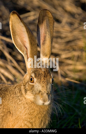 Bunny rabbit, California, Sacramento National Wildlife Refuge, Taken 02 ...