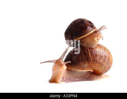 Slug piggy back ride Stock Photo - Alamy