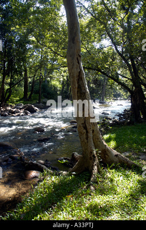 CHINNAR RIVER INSIDE CHINNAR WILDLIFE SANCTUARY FLOWING TOWARDS TAMIL ...