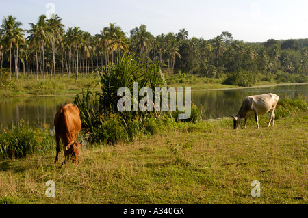 VILLAGE LANDSCAPE OF TRIVANDRUM DISTRICT Stock Photo - Alamy