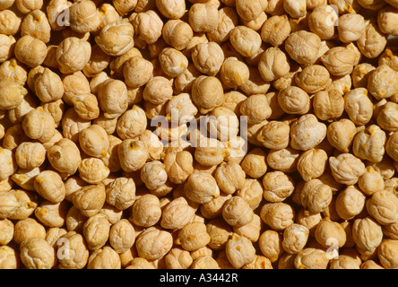 Agriculture - Closeup of mid growth garbanzo bean (chickpeas) plants ...