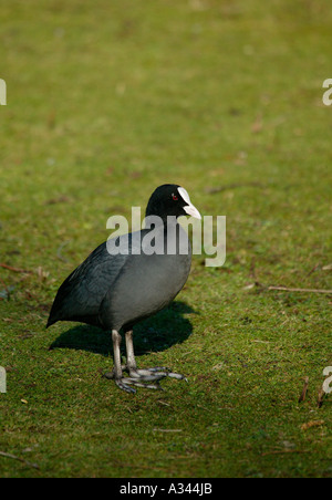 Common Coot - Fulica atra Stock Photo - Alamy