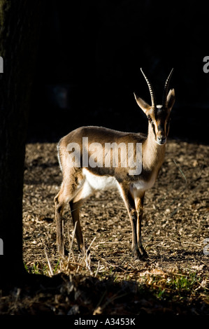 MAMMAL GAZELLE Cuvier s Stock Photo - Alamy
