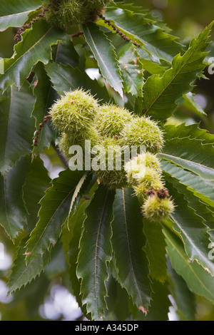 Horse chestnut tree fruit conker Stock Photo - Alamy