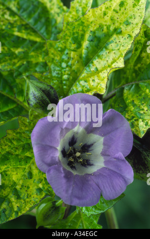 Close-up of blue flower of shoo-fly plant, Nicandra physalodes Stock ...
