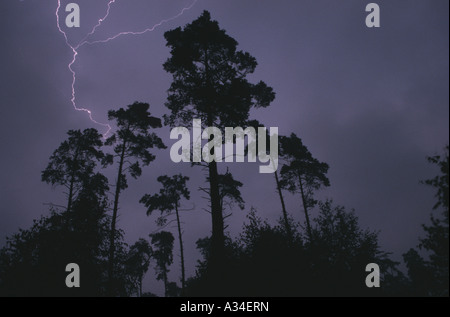 thunderstorm over Scots Pine forest Stock Photo - Alamy
