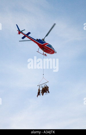 Animal Management and culling; Helicopter transporting red deer ...
