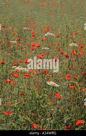 Field of poppies, Chelsfield, Bromley, London, UK Stock Photo - Alamy