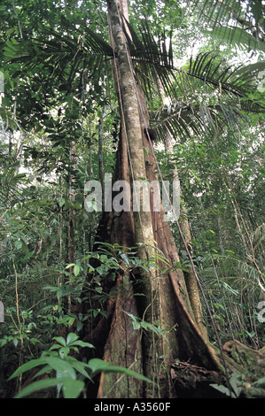 Buttress roots and lianas, rainforest, Amazon Basin, Peru Stock Photo ...