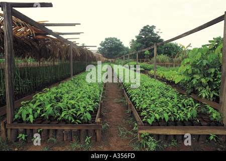 Juruena Brazil Nursery of seedlings for reforestation of rainforest ...