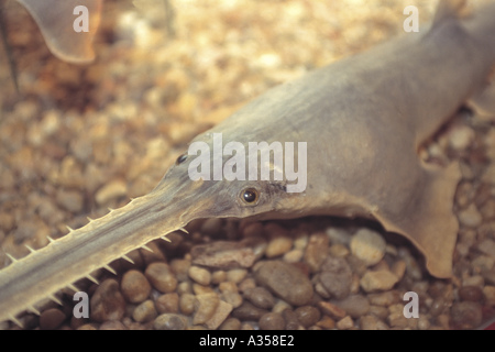 Sawfish Pristis sp member of the rays and sharks Oceanopolis Brest ...
