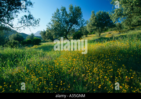 A grove of trees growing in the meadow and grassland in the middle of ...