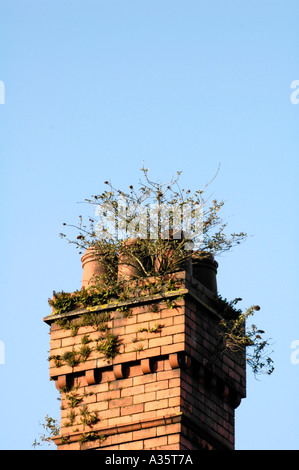 Overgrown old chimneys on derelict former Royal Hamadryad Hospital at ...