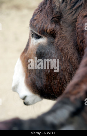 A vertical closeup shot of the head of a Mule deer against the isolated ...