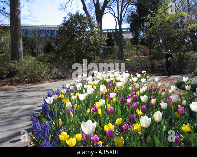 Tulips Dallas Arboretum Texas TX USA Stock Photo - Alamy