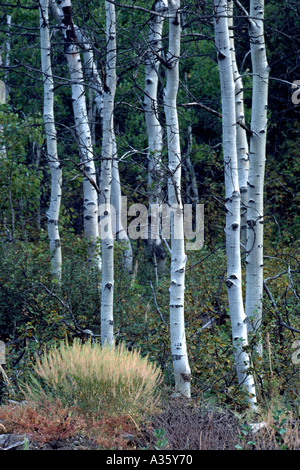 Dense stand of Aspen (Populus tremuloides) saplings in yellow autumn ...
