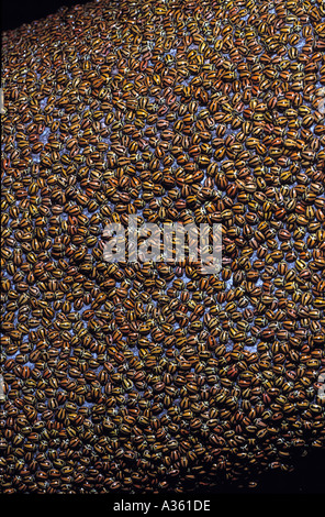 A mass of lady bugs Stock Photo - Alamy