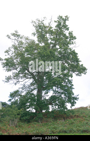 OAK TREE AGAINST SKYLINE Stock Photo - Alamy