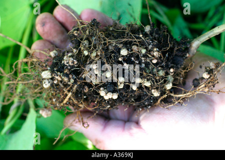 Nodules containing nitrogen fixing bacteria on root of runner bean ...
