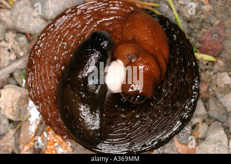 KEELED SLUG MILAX SPP PAIR MATING CLOSE UP Stock Photo - Alamy