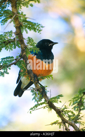 Blue and orange starling on an acacia in Maasai Mara Park North West ...