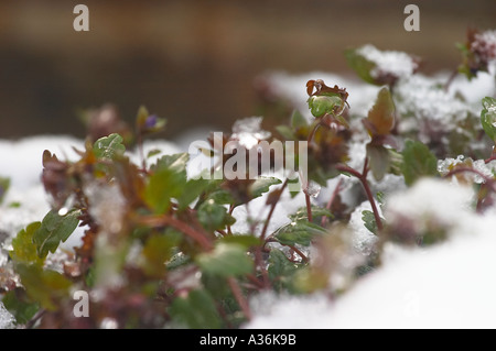 Snow falls in Redhill Surrey Photograph Malcolm Case Green Stock Photo ...