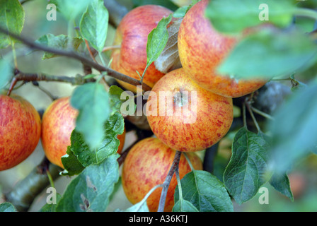 Cider Apples (Ashton bitter variety) on a tree, Somerset UK Stock Photo ...