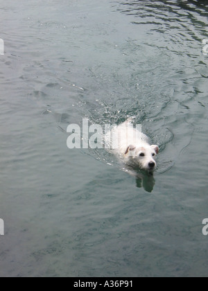 happy white dog swimming in lake Stock Photo - Alamy