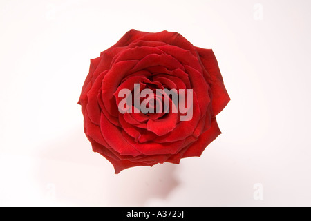 Close up of beautiful red rose flower Stock Photo - Alamy