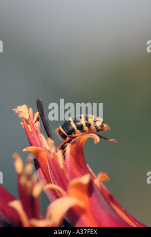 An orange and black wasp flying to pollinate a blue flower Stock Photo ...