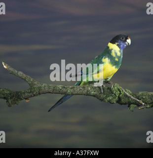 Port Lincoln Parrot Stock Photo - Alamy