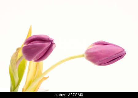 Closeup of two colorful tulip flowers isolated on white background with ...