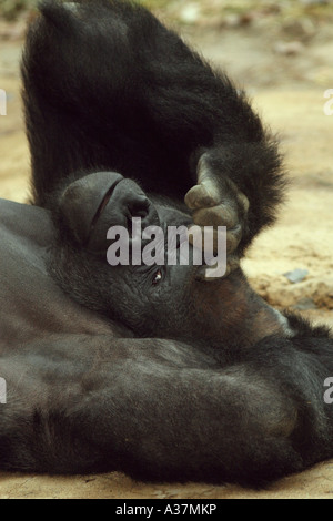 A close-up of a male gorilla relaxing in its natural habitat outdoors ...