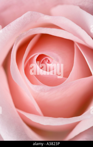 A pink rose, close-up Stock Photo - Alamy