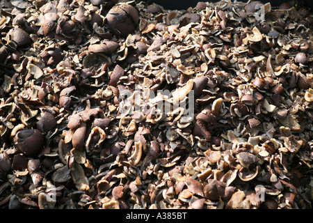 Copra ready for processing at CPL, Rabaul, East New Britain, Papua New ...