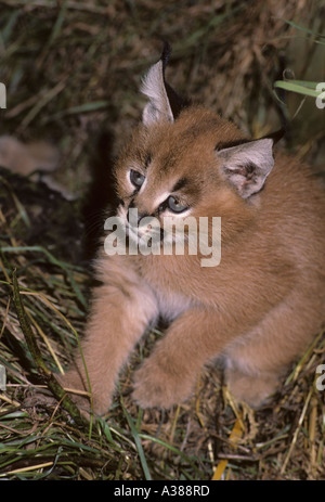 Caracal Caracal caracal Africa Middle East N India Captive Stock Photo ...