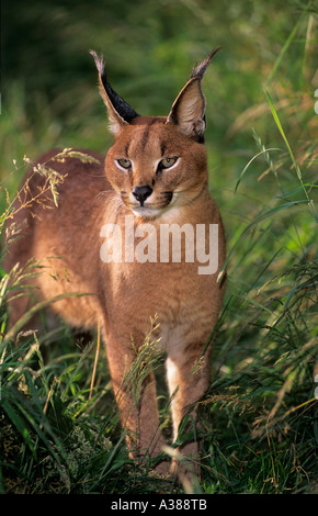 Male caracal (Caracal caracal) Africa Middle East N India Captive Stock ...