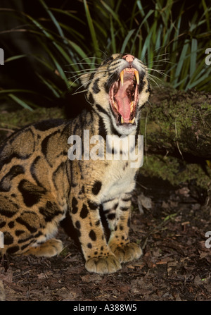 Clouded leopard Neofelis nebulosa showing coat colour and patterns ...