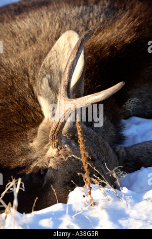 Hunting Scene, Moose Stock Photo - Alamy