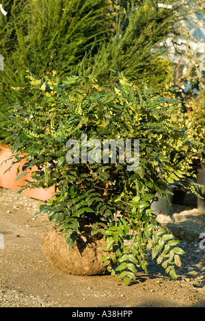 Yellow fragrant flowering Mahonia an evergreen shrub in gentle mist ...
