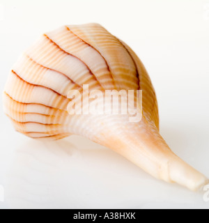 Busycon contrarium, lightening whelk Stock Photo - Alamy